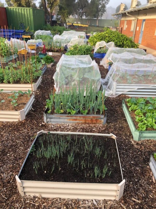 A sustainable way of learning in schools - OzHarvest FEAST (Food ...